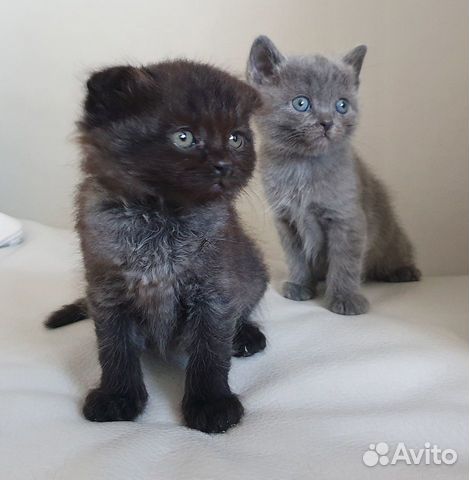 Котята скотишстрайт и британские