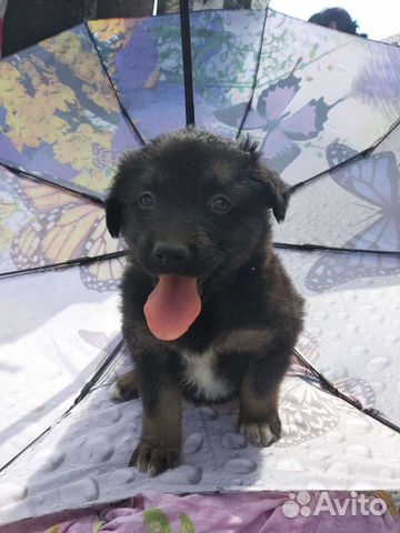 Метис в добрые руки