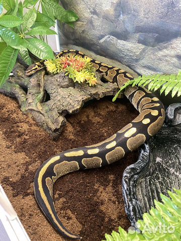 Продаю змею