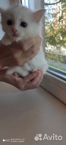 Турецкая ангора и Тайка (помесь)