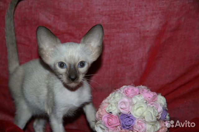 Сиамо ориентальный котик продажа-обмен