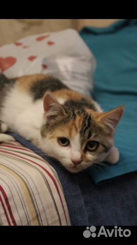 Котёнок (девочка 2,5 месяца)