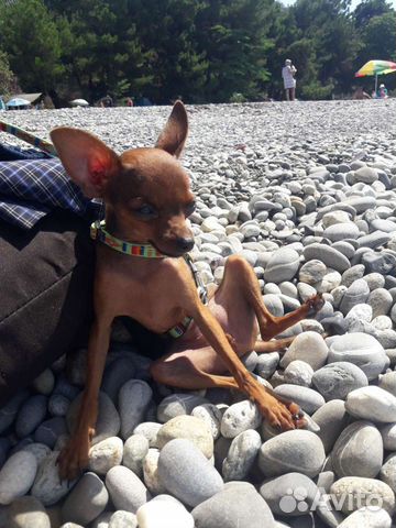 Продаю собаку, мини тойчик