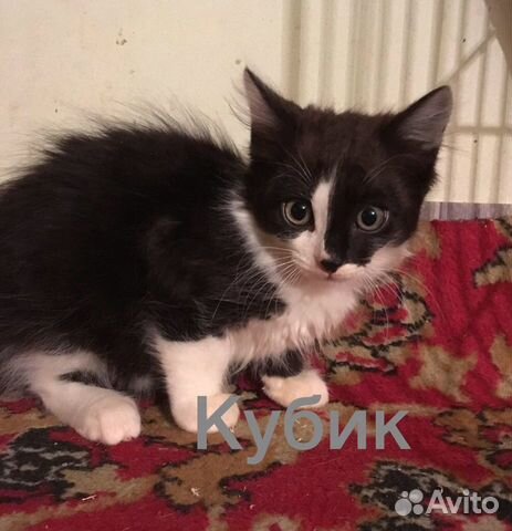 Котята Прайс, Кубик и Рубик ищут хозяев. В хорошие