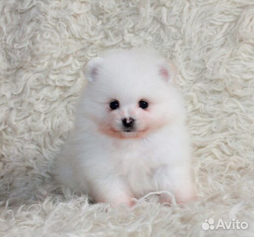 Белый померанский шпиц