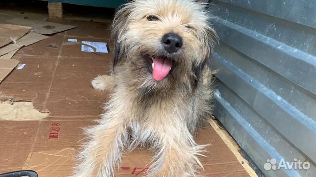 Ищет дом не крупная Собачка Бриджит