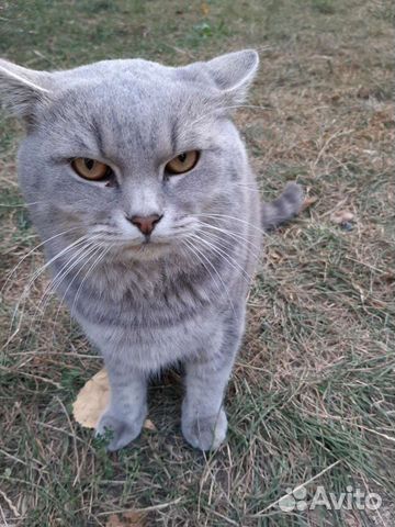 Сибирский котик