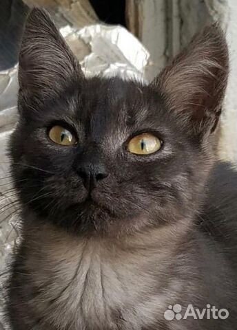 Кошка
