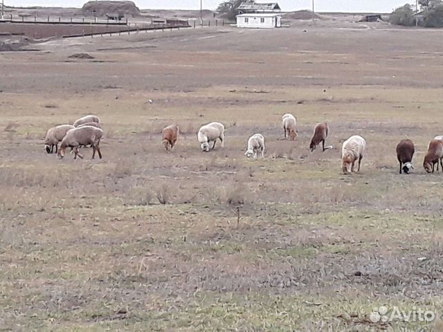 Продаются бараны