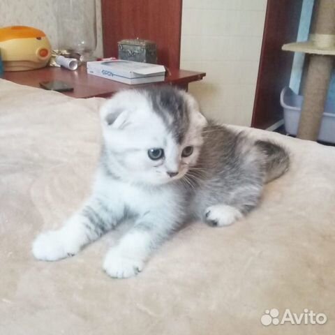 Шотландские котята