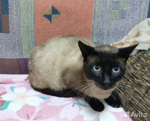 Молодой кастрированный котик