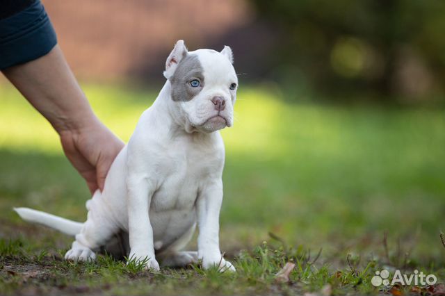 Американский буллли