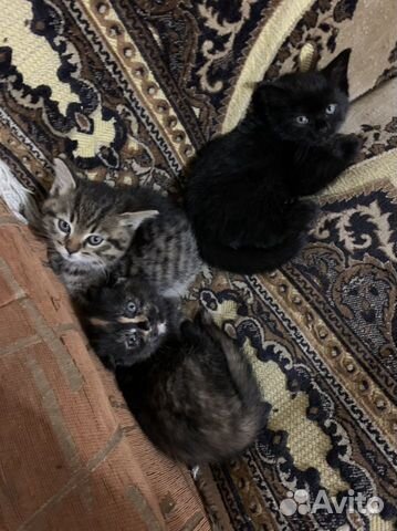 Котята полу британцы