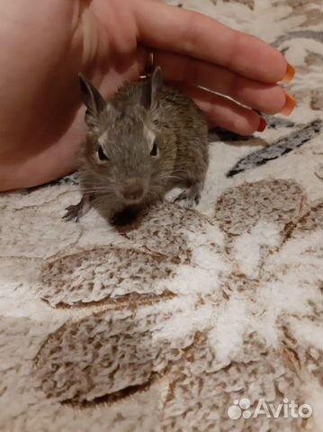 Бельчата Дегу