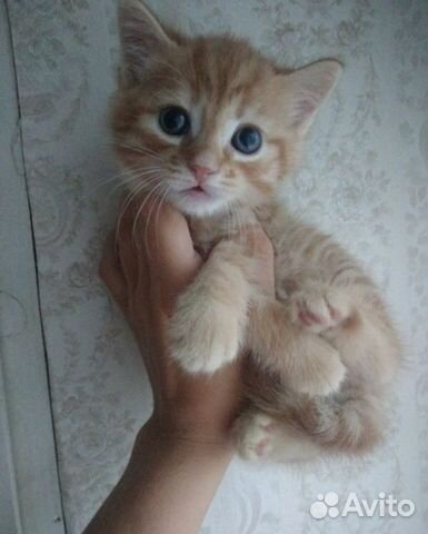 Плюшевый метис британца