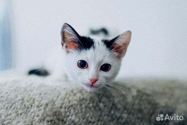 Фелиция. Прелестный котеночек в дар