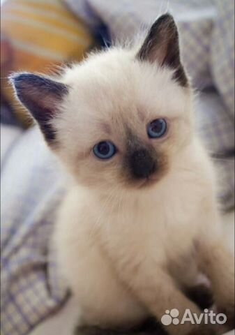 Чудесный котенок от тайской мамы