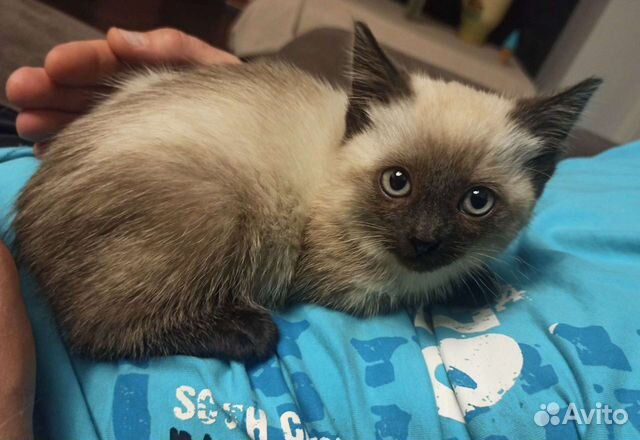 Шикарный сиамский котенок