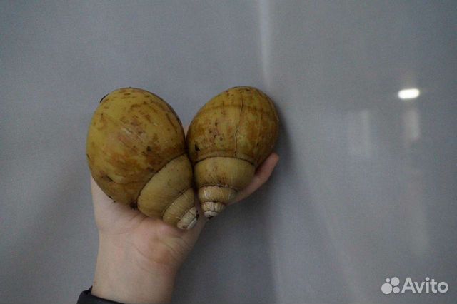 Различные улитки