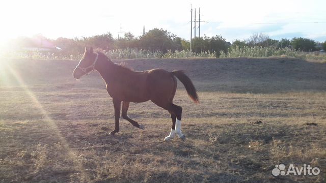 Продается кобылка