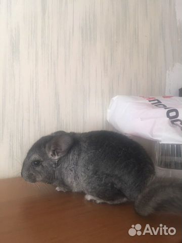 Шиншилла