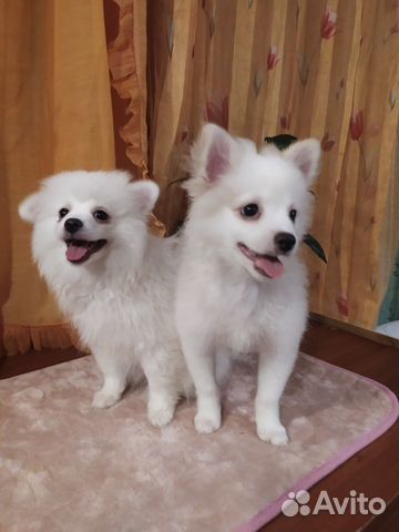 Милые пушистик