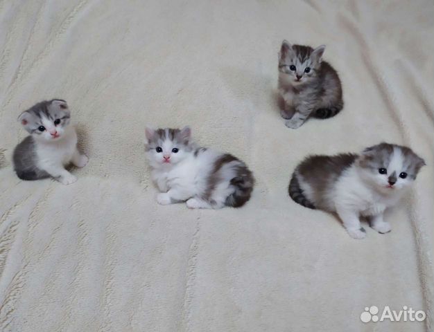 Котята