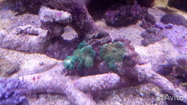 Морские кораллы