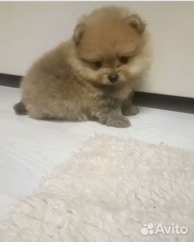 Шпиц померашки