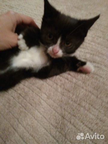 Котенок в дар 1,5 мес мальчик