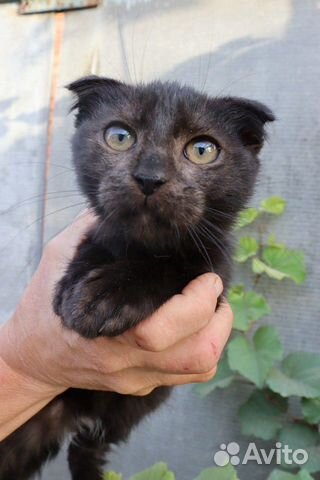 Вислоухий мальчик в поисках дома