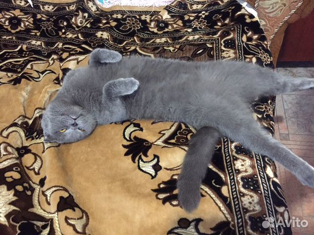 Ищу кота шотландца для вязки