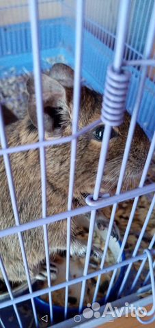 Девочка дегу в добрые руки