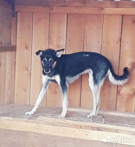 Девочка Мила