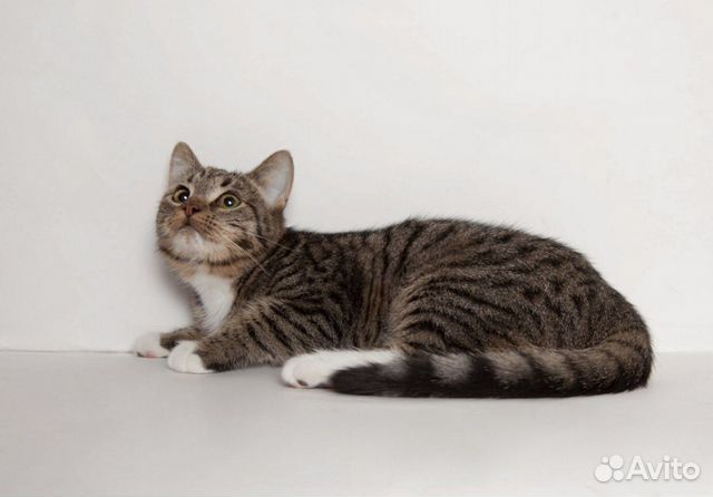 Котик Кузя ищет дом