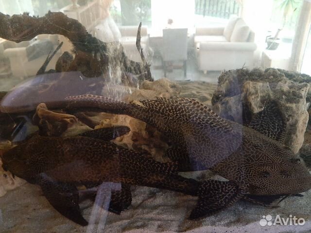 Продам 2 сомов и ската для аквариума