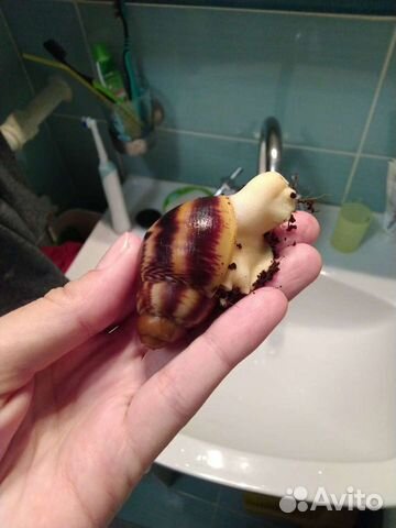 Улитка архахатина вентрикоза