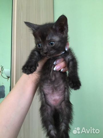 2-ух месячный котёнок в добрые руки,девочка