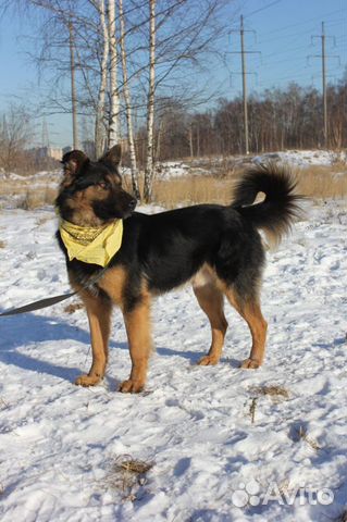 Пушистый красавчик в дар