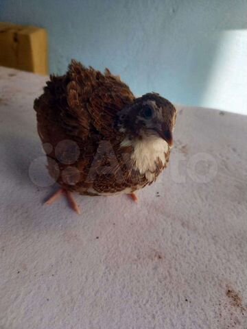 Селадон перепела самцы