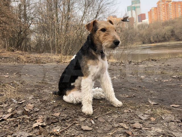 Вязка фокстерьер