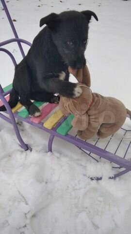 Продам щенка