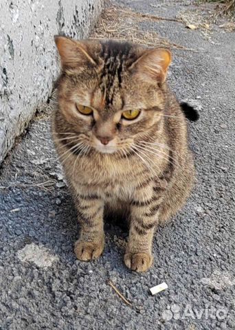 Кошка в добрые руки