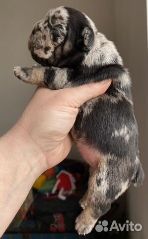 Французский бульдог щенки мини