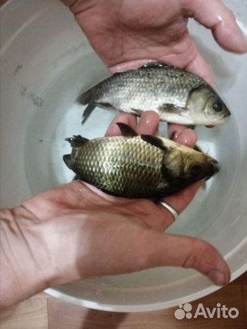 Живая рыба для пруда