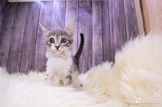 Котенок в добрые руки