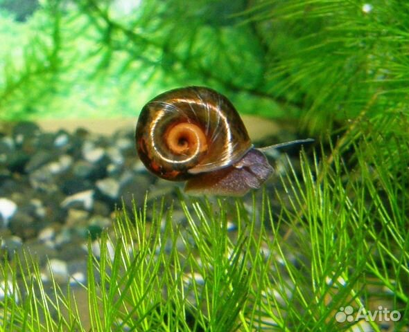 Улитки катушки и мелании