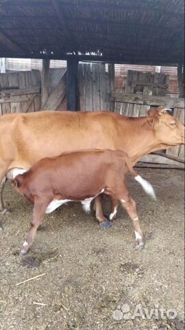 Корова и телёнок