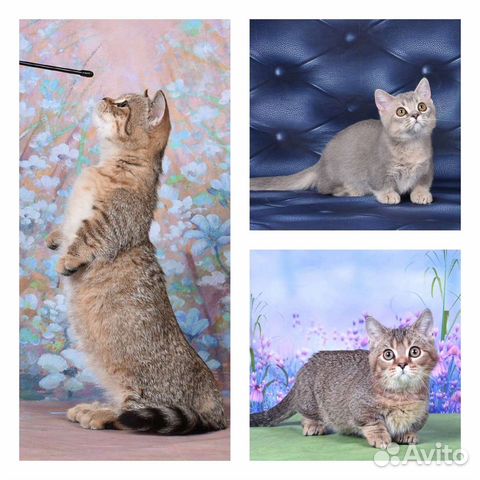 Котята манчкин скоттиш килт