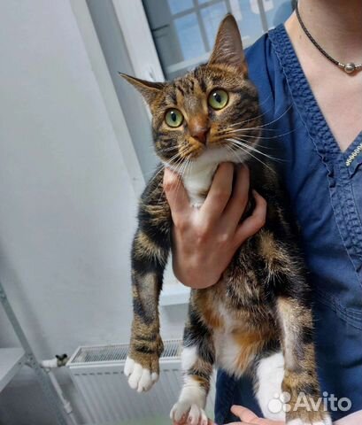 Кошки в добрые руки